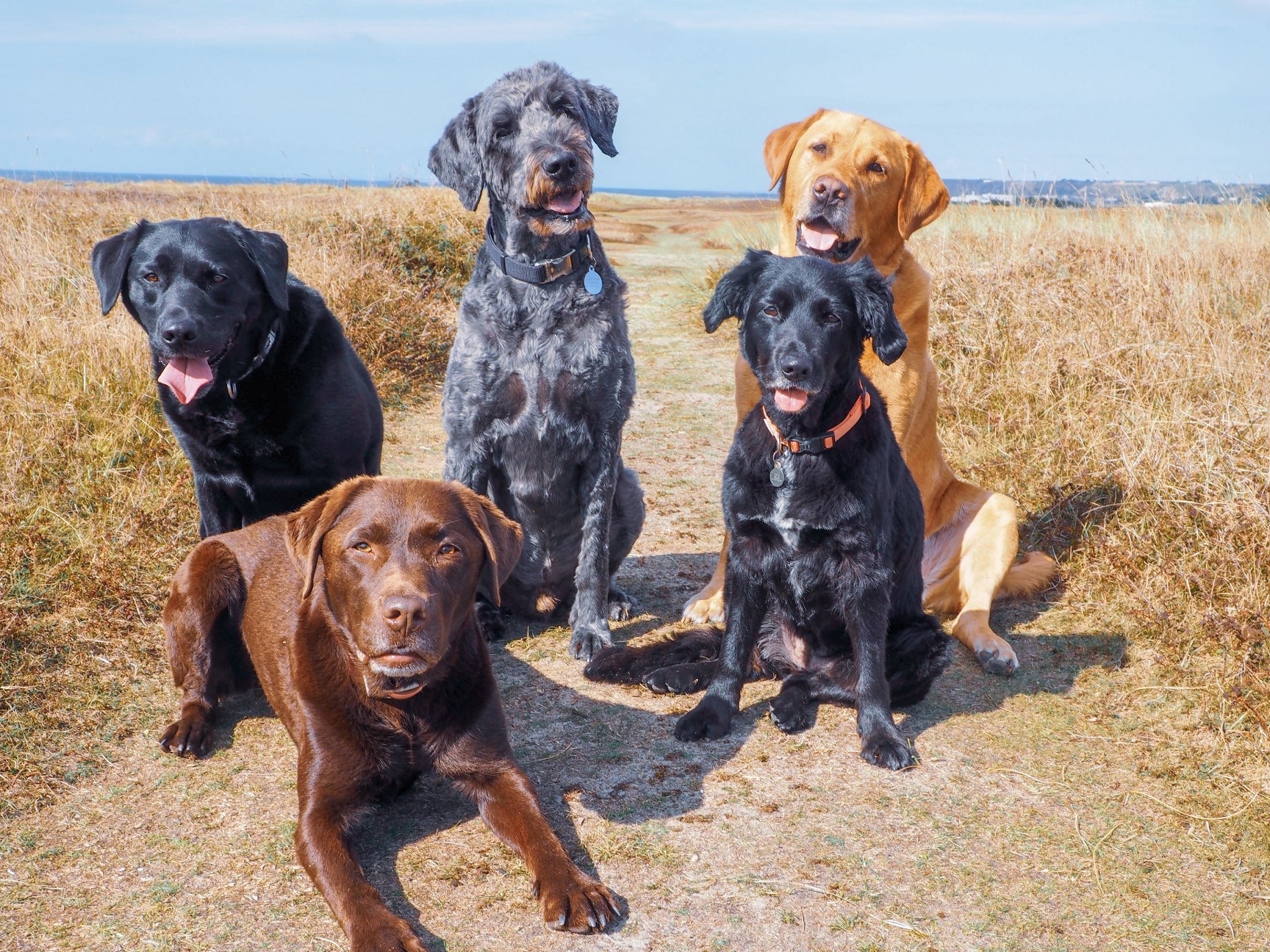 Happy Tails - Jersey Pet Care Services