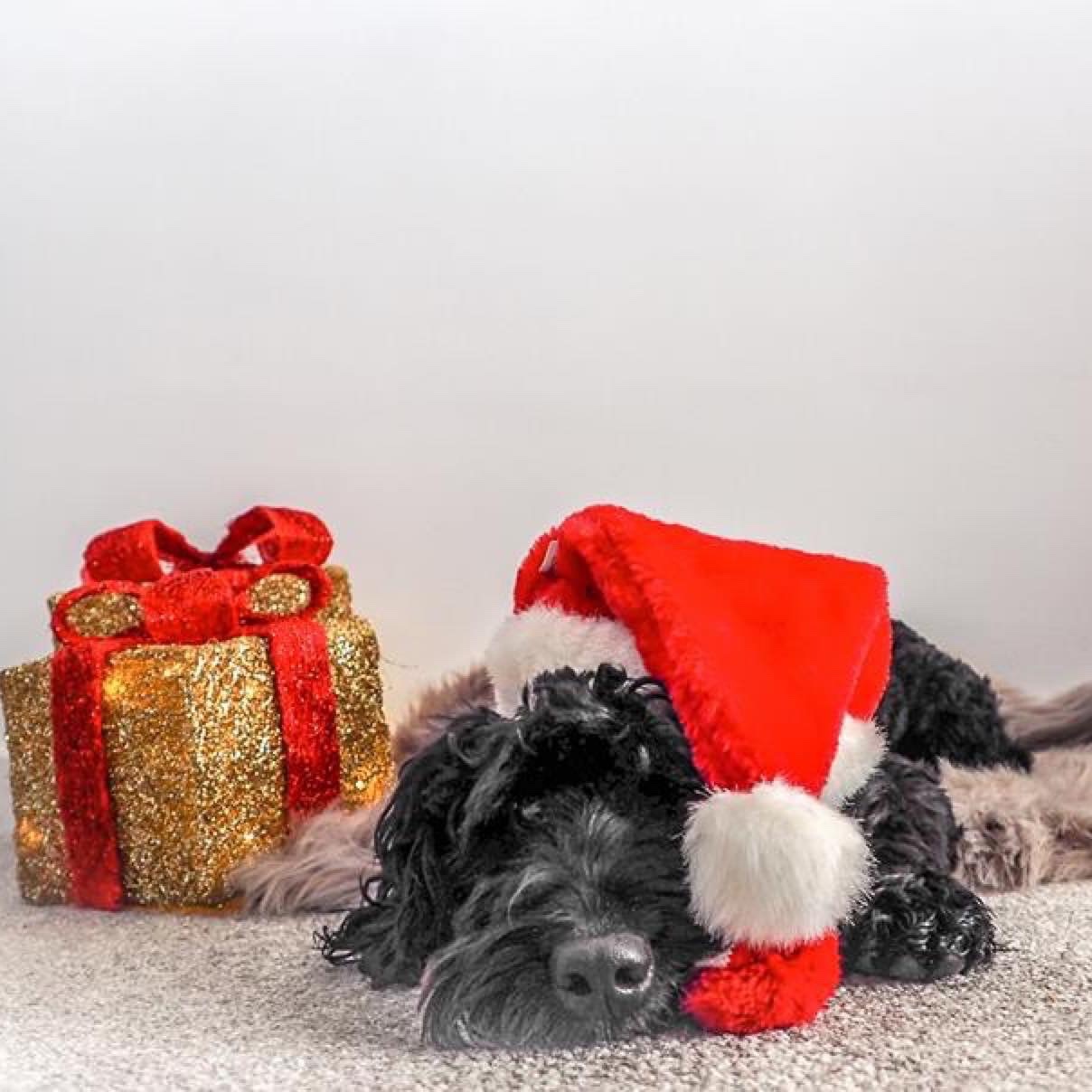 Happy Tails - Jersey Pet Care Services